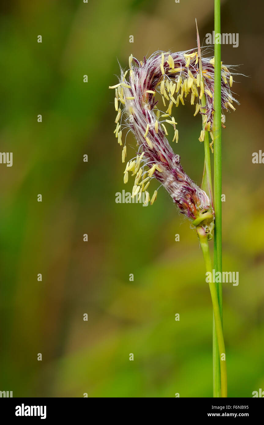 Beautiful fresh green grass flower hi-res stock photography and images ...