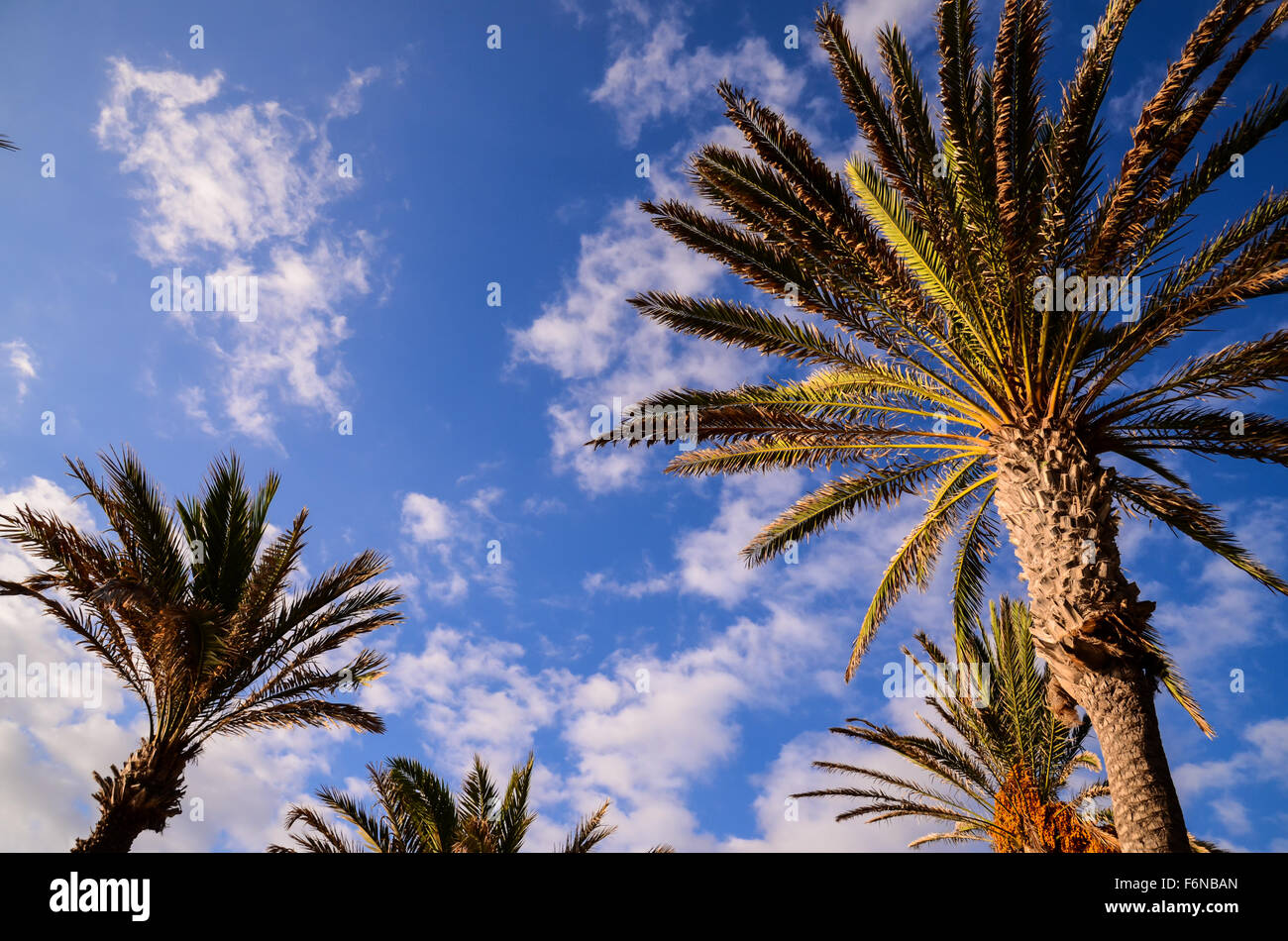 Green Palm Canarian Tree Stock Photo - Alamy