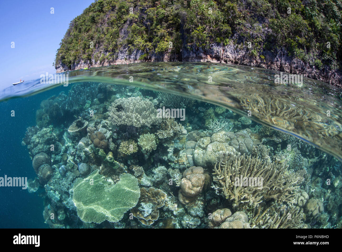 Coral Reefs Forming Limestone