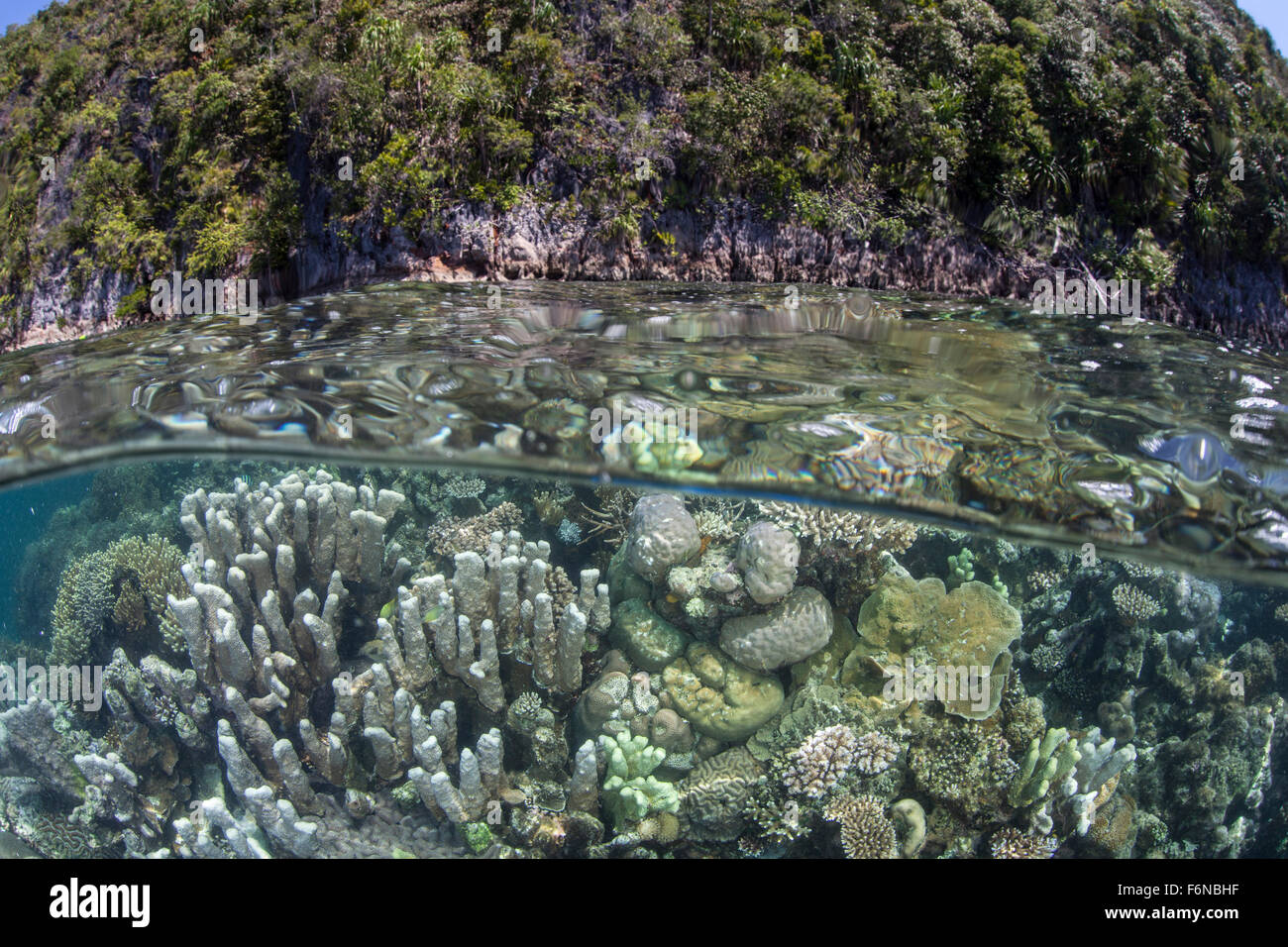 A healthy and diverse coral reef grows near limestone islands in Raja ...