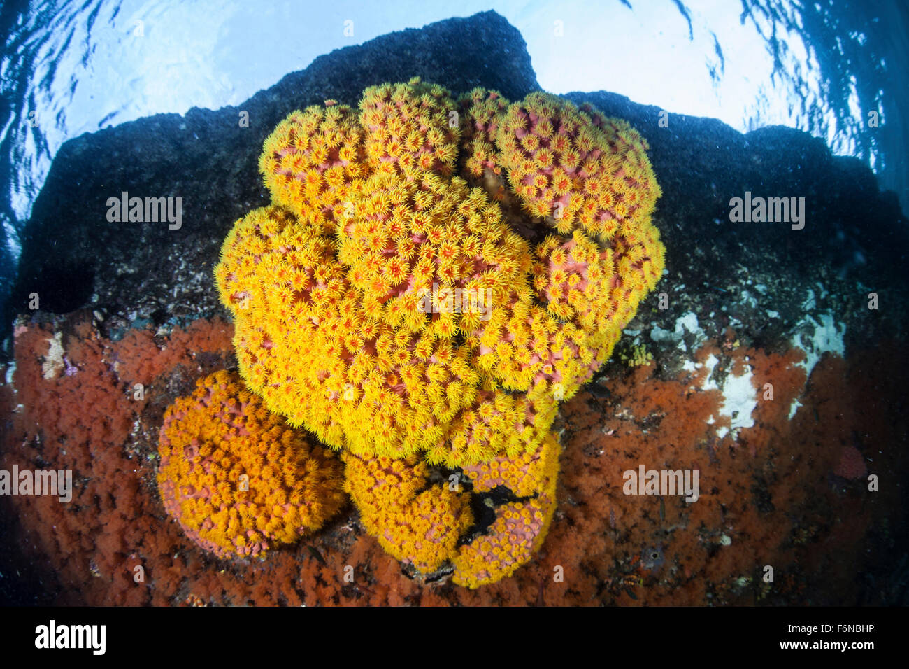 A colony of bright cup corals (Tubastrea sp.) grows on a limestone ...
