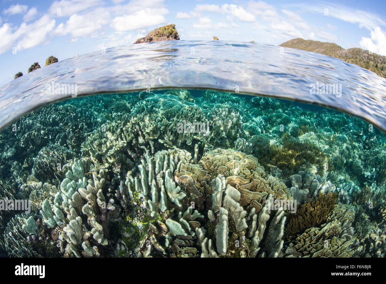 A beautiful coral reef grows near a set of limestone islands in Raja ...