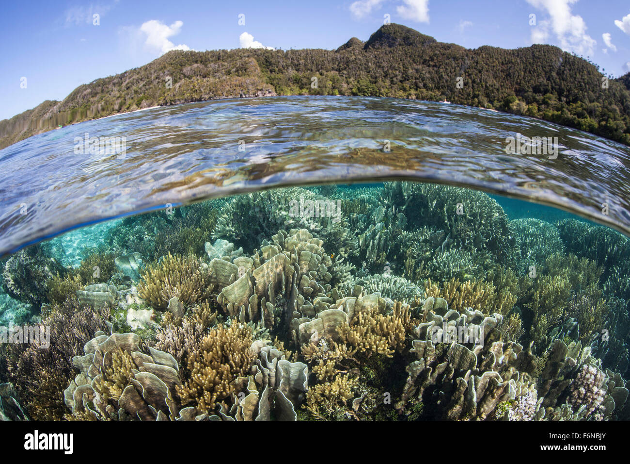 Reef limestone hi-res stock photography and images - Alamy