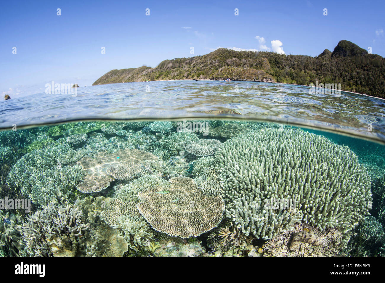 Reef Limestone Stock Photos & Reef Limestone Stock Images - Alamy