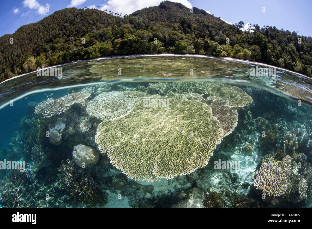 A beautiful coral reef grows near a set of limestone islands in Raja ...