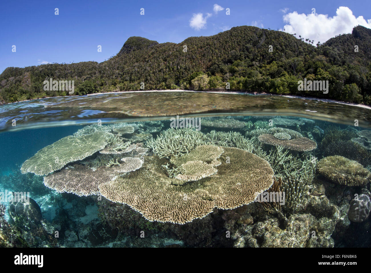 Limestone Coral Stock Photos & Limestone Coral Stock Images - Alamy