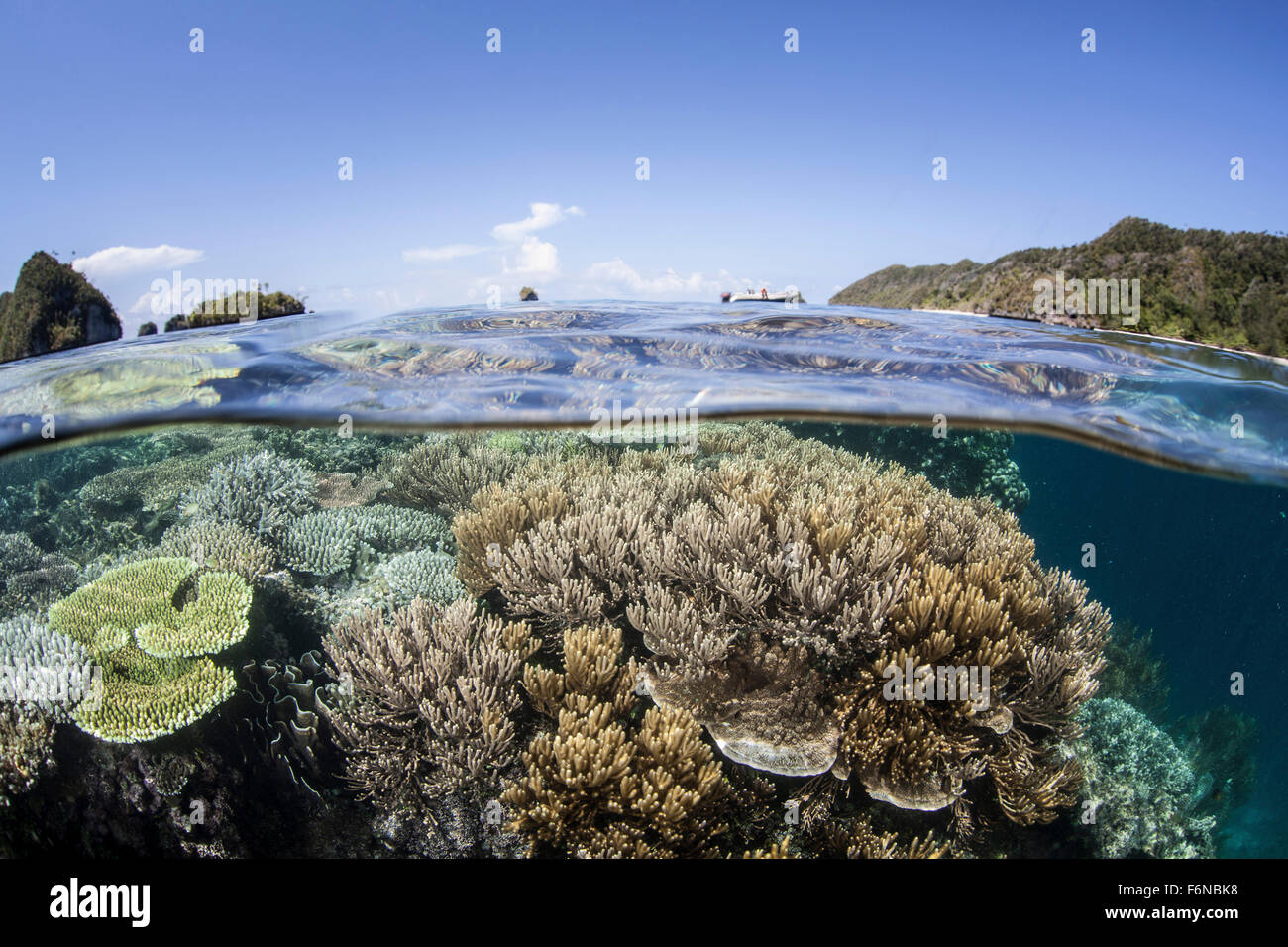 A beautiful coral reef grows near a set of limestone islands in Raja ...
