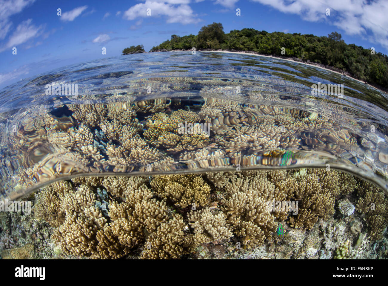 Soft corals grow on a shallow reef flat on the edge of Palau's barrier ...