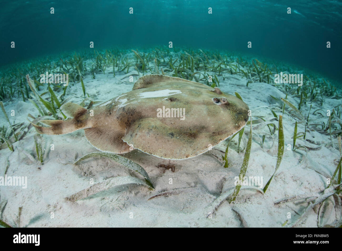 Narcinidae High Resolution Stock Photography and Images - Alamy