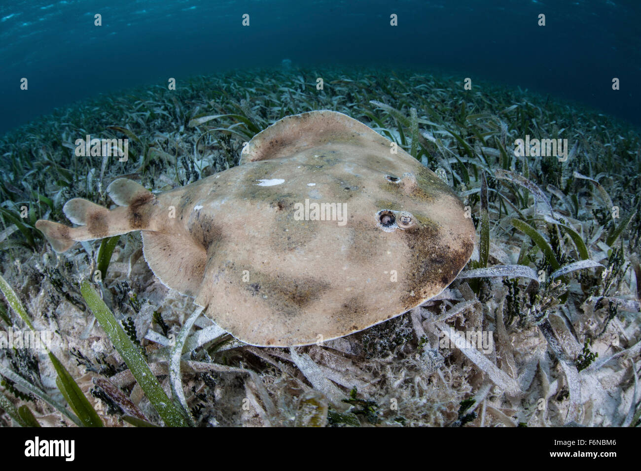A Caribbean electric ray (Narcine bancroftii) lays on the sandy ...