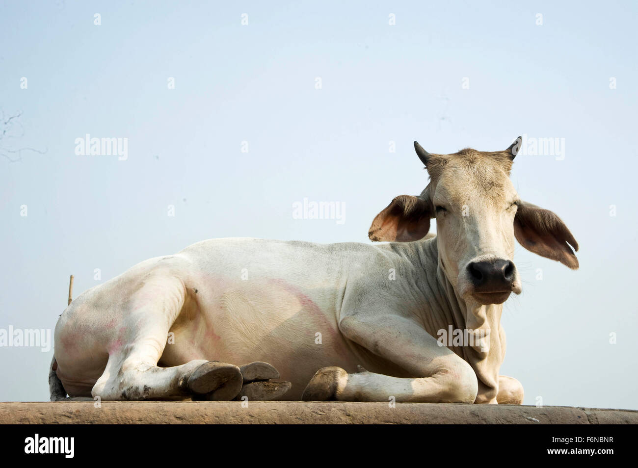 Cow ganga ghat, varanasi, uttar pradesh, india, asia Stock Photo - Alamy