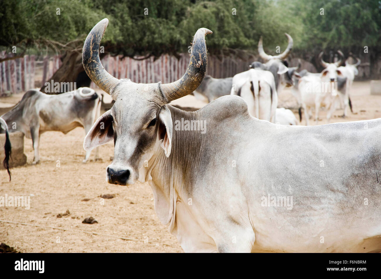 Cow protection, Shri Godham Mahatirth Pathmeda, Meda Jageer, Pathmeda ...