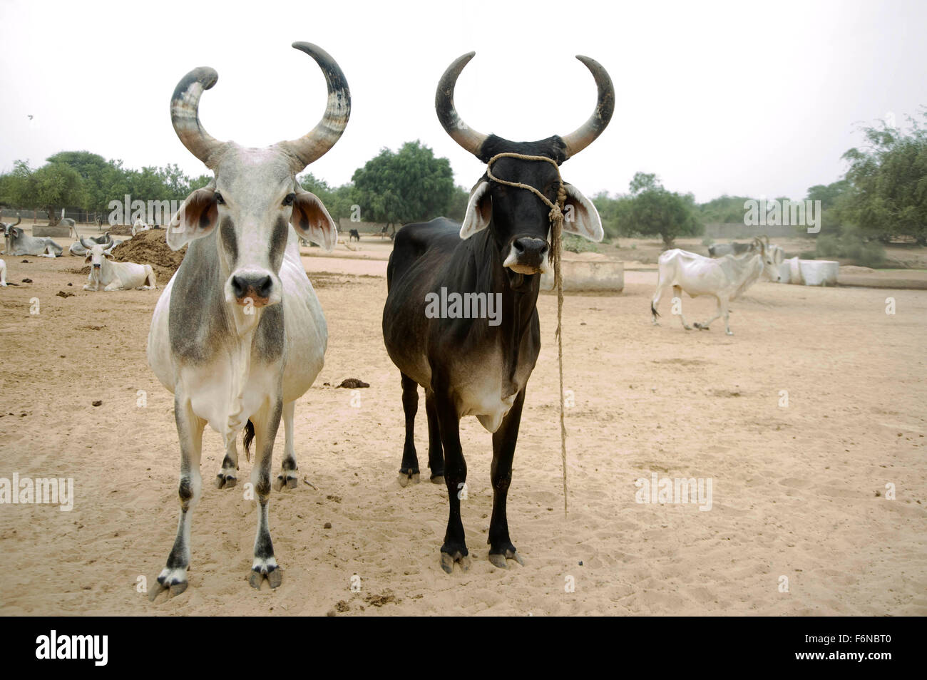 Cow protection goshala pathmeda sanchore hi-res stock photography and ...