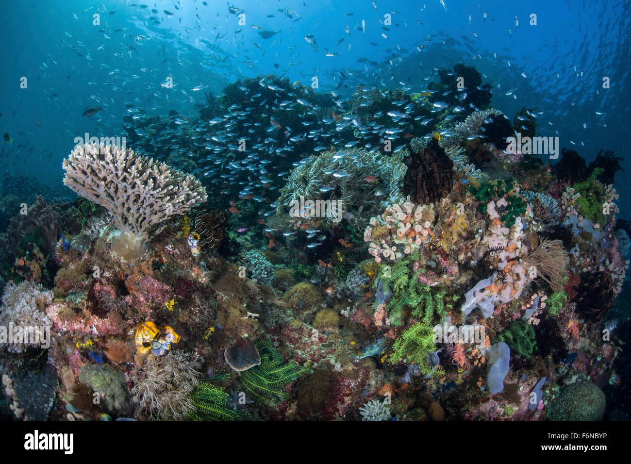 A colorful coral reef is covered by fish in Komodo National Park ...