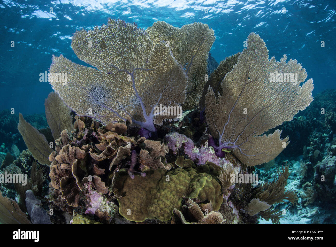 Colorful gorgonians grow in shallow water off Turneffe Atoll in Belize ...