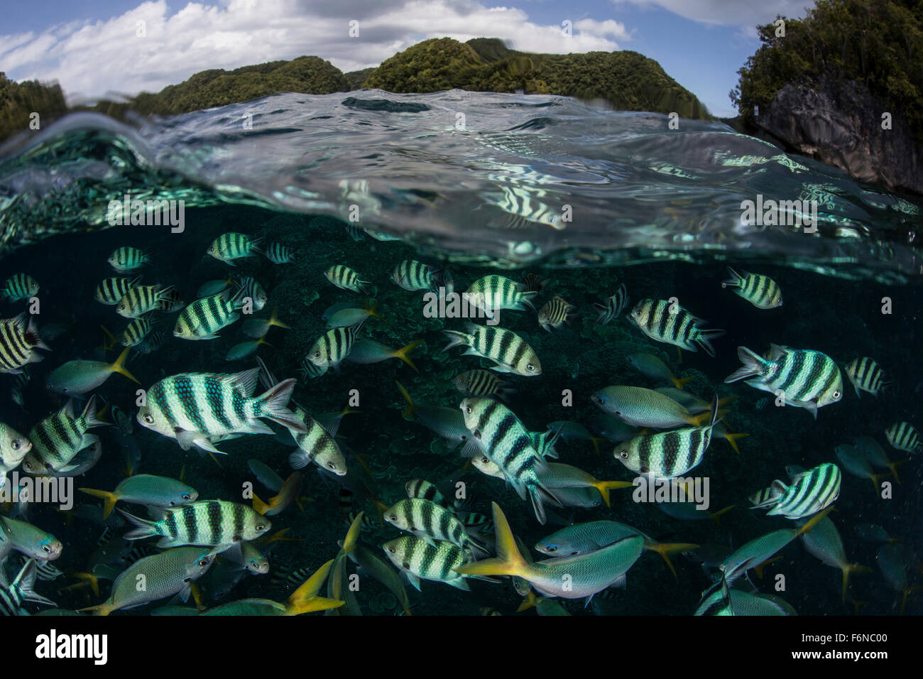 School of large damselfish in Palau's inner lagoon. This Micronesian ...
