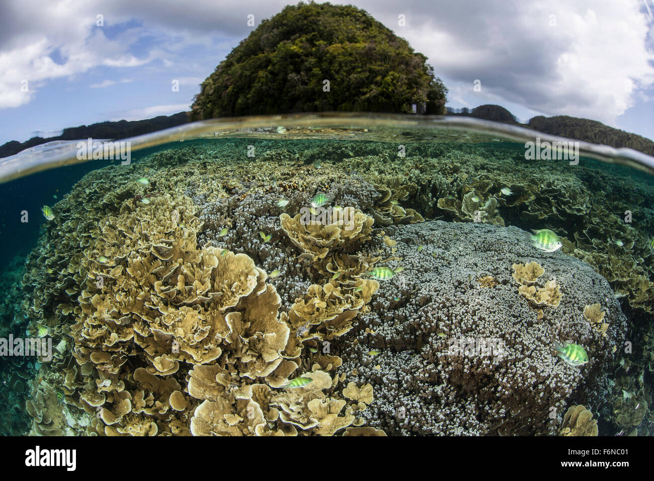 Reef-building corals grow inside Palau's lagoon which is studded with ...