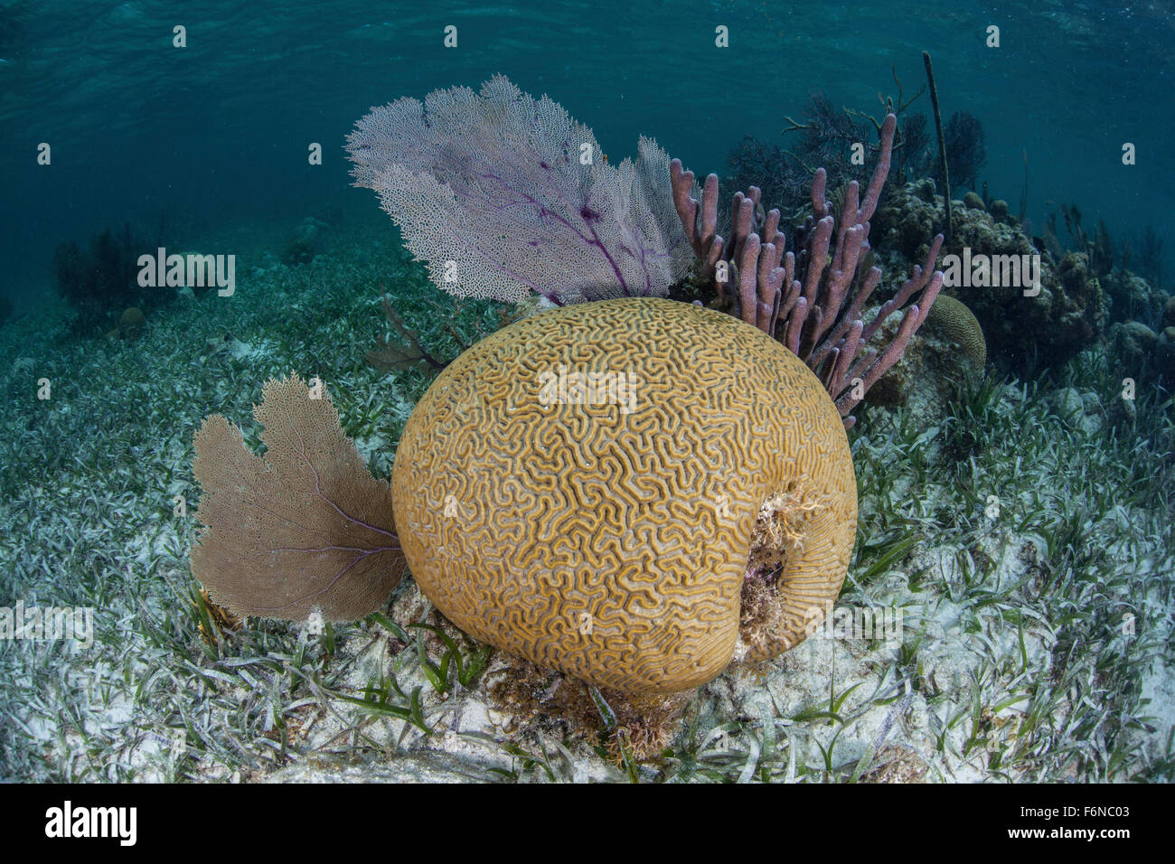 Brain coral and gorgonians grow in shallow water off Turneffe Atoll in ...