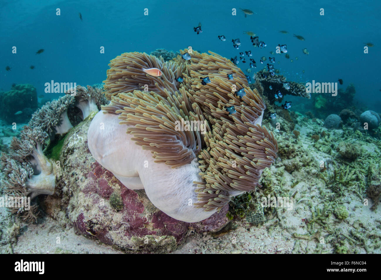 A colorful magnificent sea anemone (Heteractis magnifica) hosts ...
