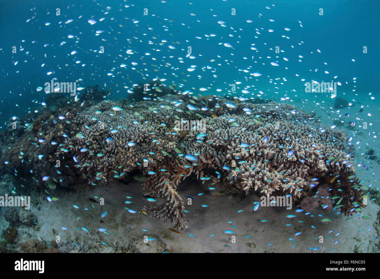Damselfish (Chromis sp.) swim above corals in Komodo National Park ...