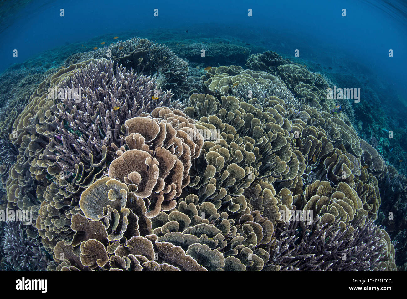 Foliose coral hi-res stock photography and images - Alamy