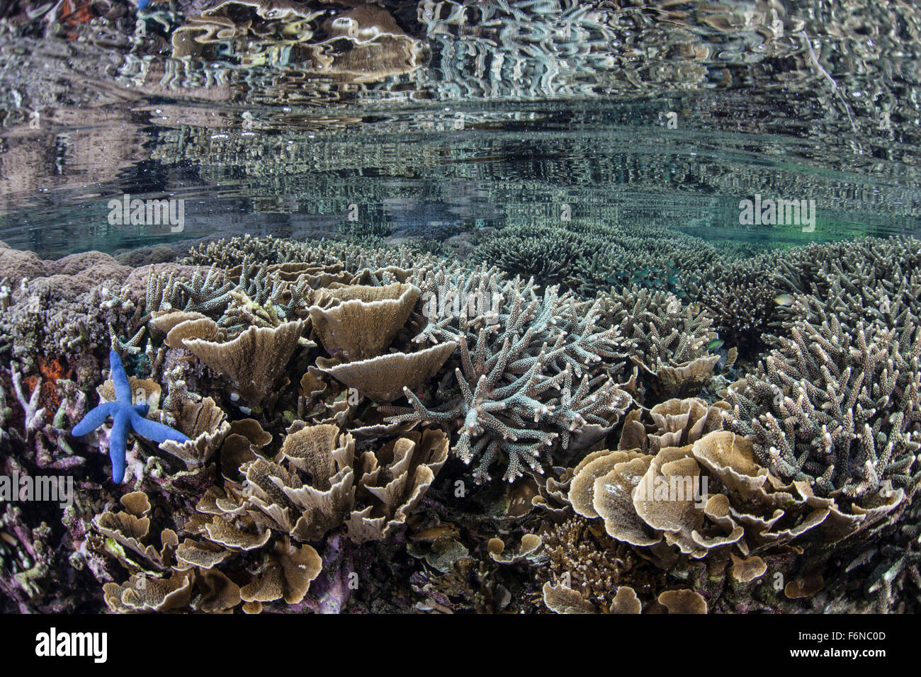 Foliose coral hi-res stock photography and images - Alamy