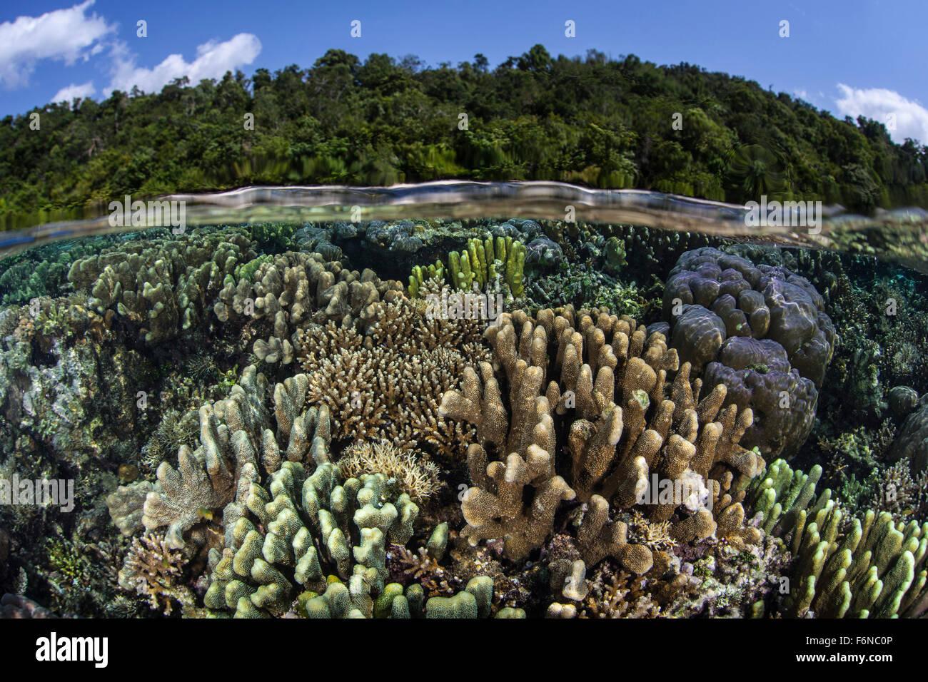 Beautiful hard coral reefs raja hi-res stock photography and images - Alamy