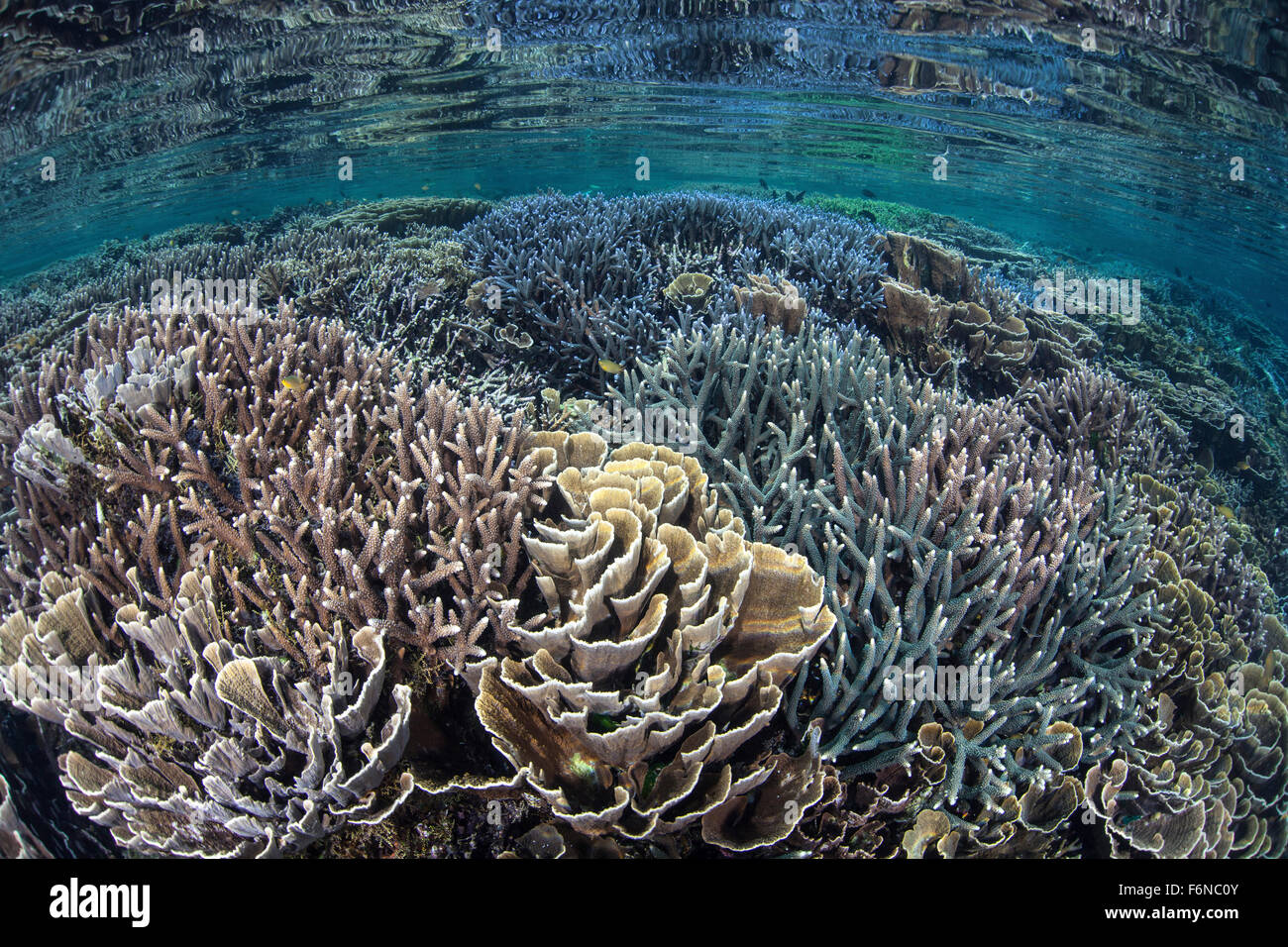 Foliose coral hi-res stock photography and images - Alamy