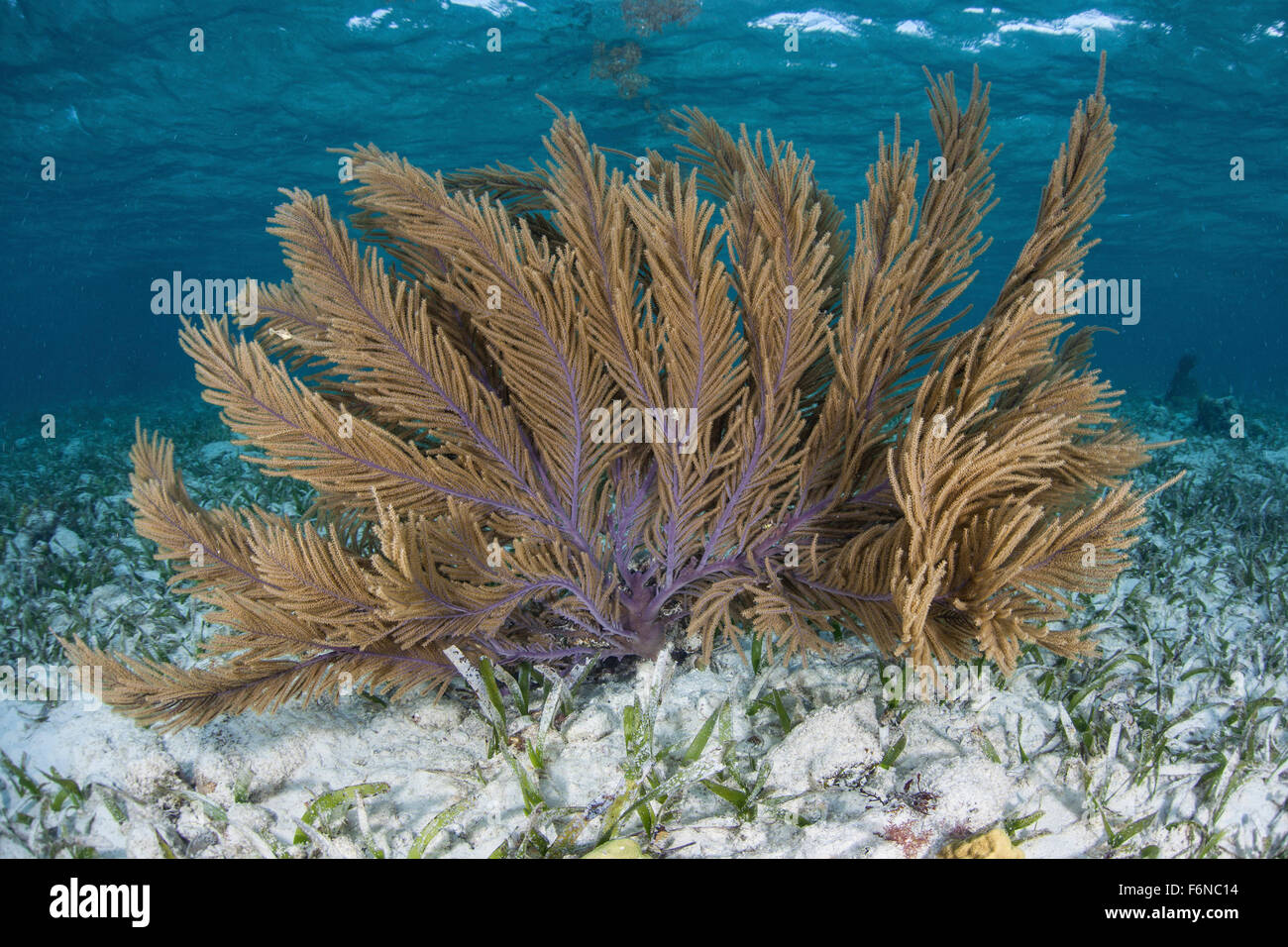 A colorful gorgonian grows in shallow water off Turneffe Atoll in ...