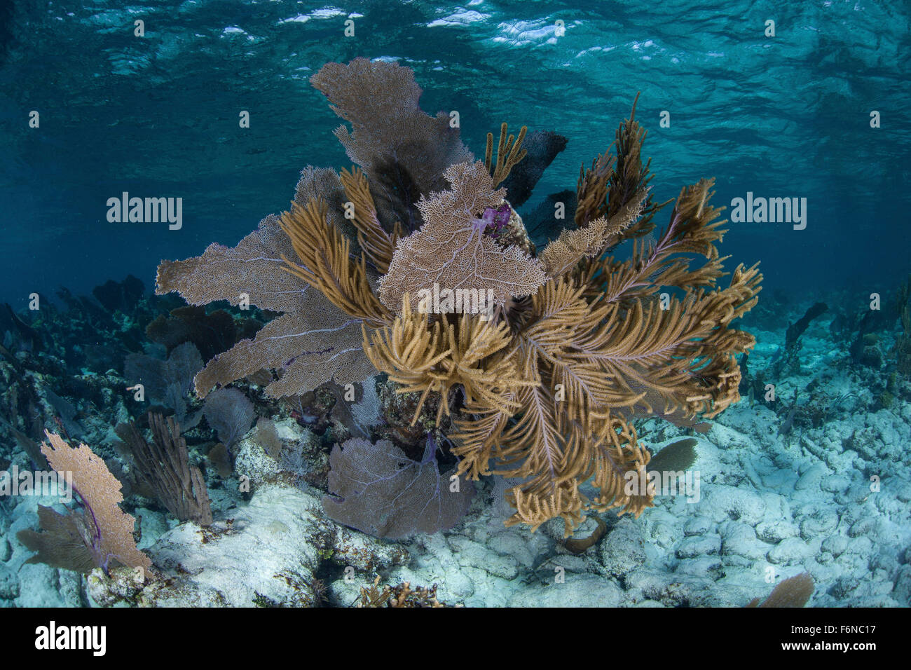 Colorful gorgonians grow in shallow water off Turneffe Atoll in Belize ...