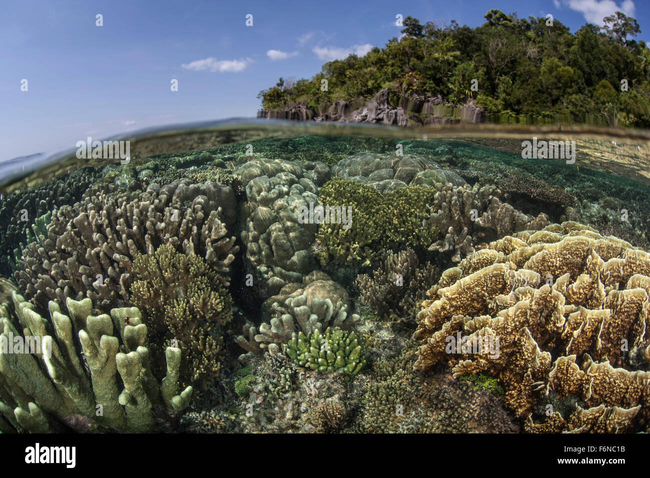 Beautiful hard coral reefs raja hi-res stock photography and images - Alamy