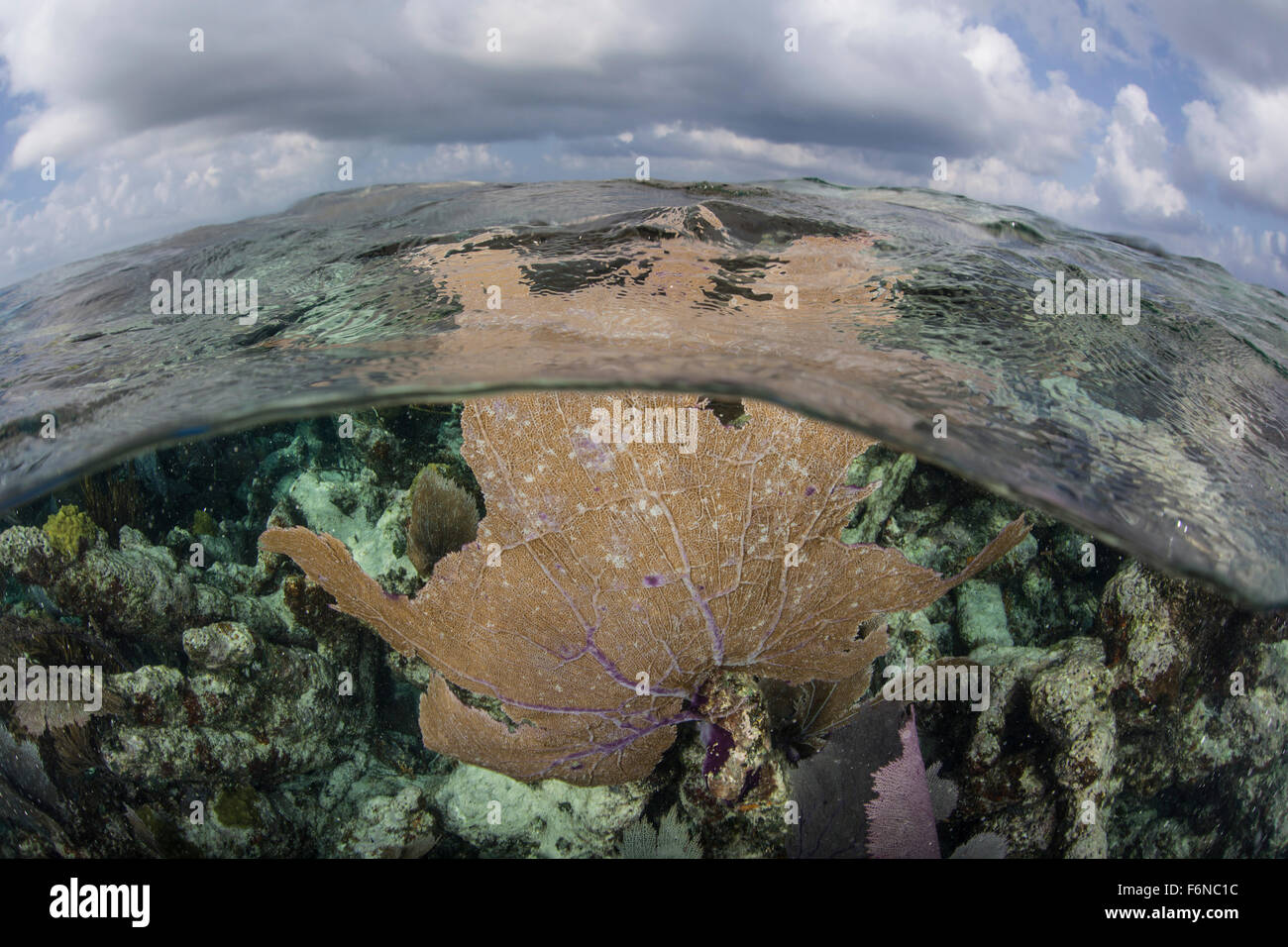 A colorful gorgonian grows in shallow water off Turneffe Atoll in ...