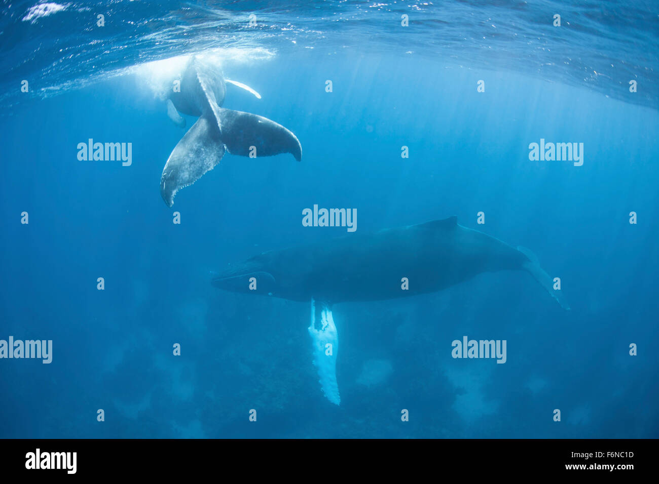 Side view large humpback whale hi-res stock photography and images - Alamy