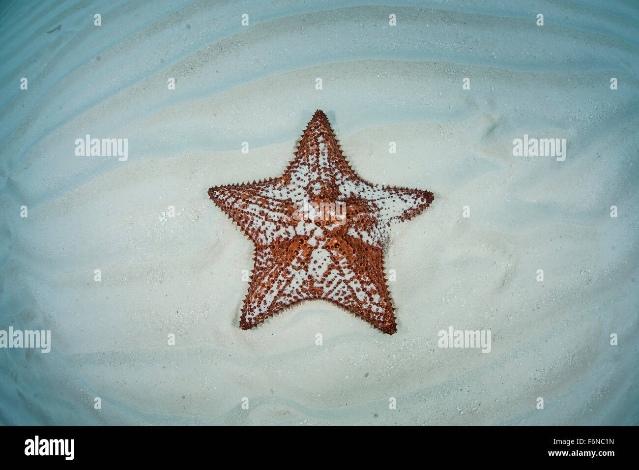 A West Indian starfish (Oreaster reticulatus) crawls slowly across a ...
