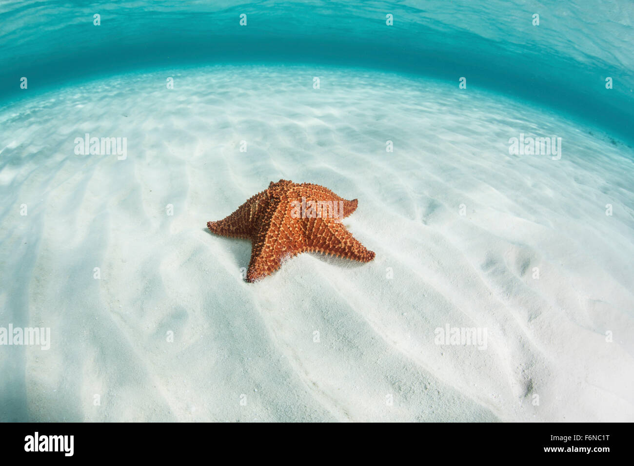 Starfish sea floor hi-res stock photography and images - Alamy