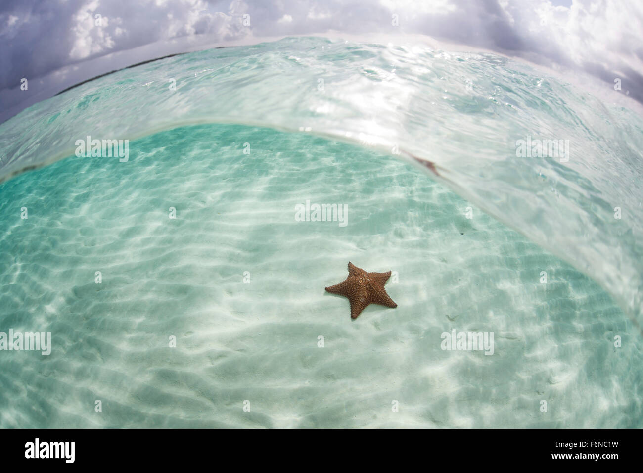 A West Indian starfish (Oreaster reticulatus) crawls slowly across a ...