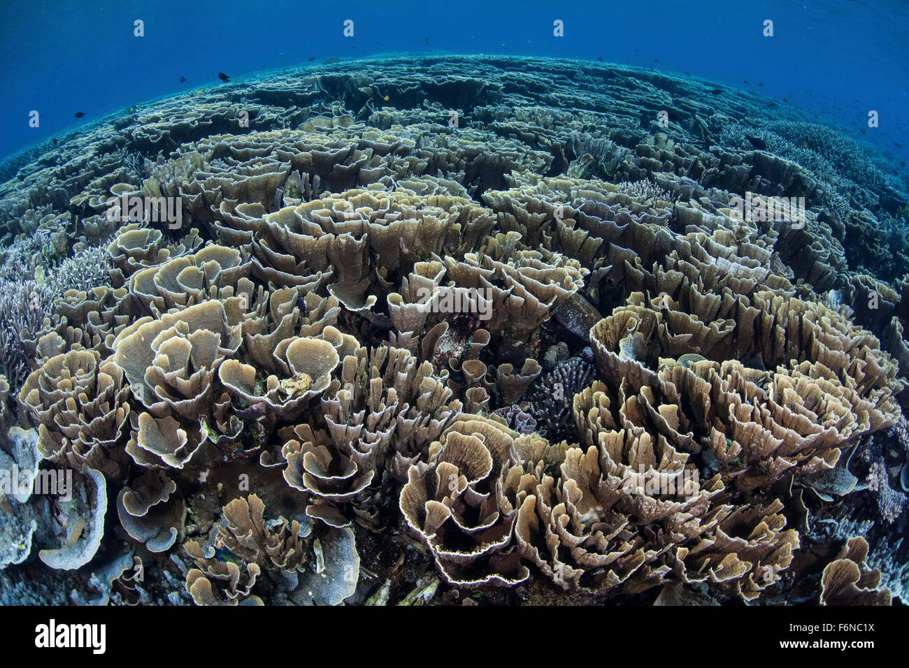 Foliose coral hi-res stock photography and images - Alamy