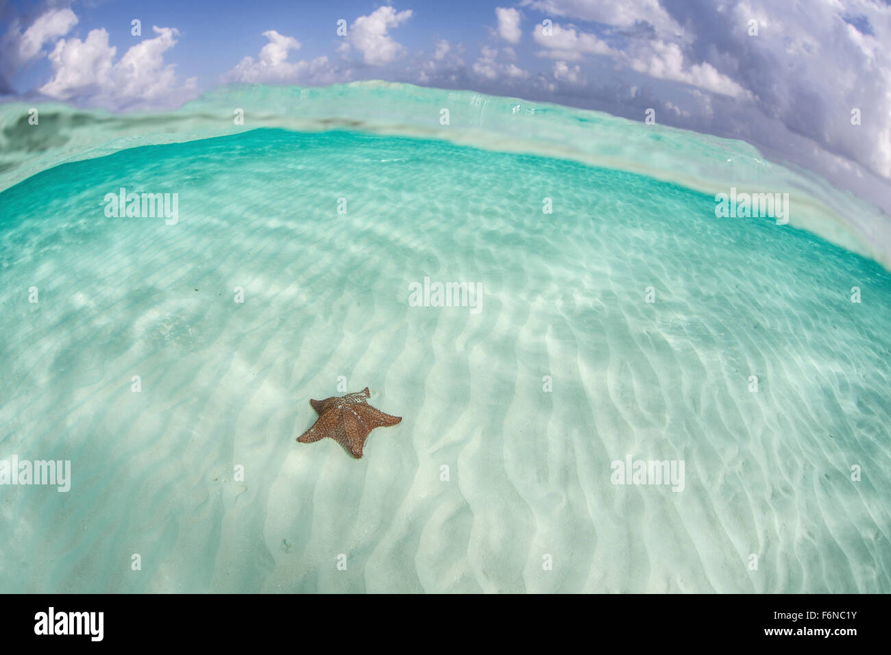 A West Indian starfish (Oreaster reticulatus) crawls slowly across a ...