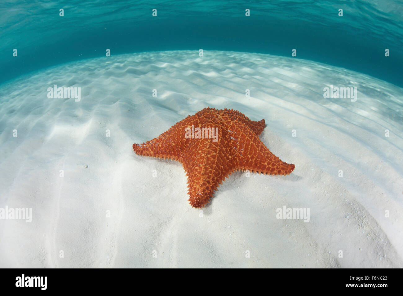 A West Indian starfish (Oreaster reticulatus) crawls slowly across a ...