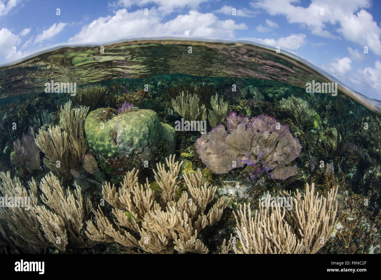 Colorful gorgonians and reef-building corals grow in shallow water near ...