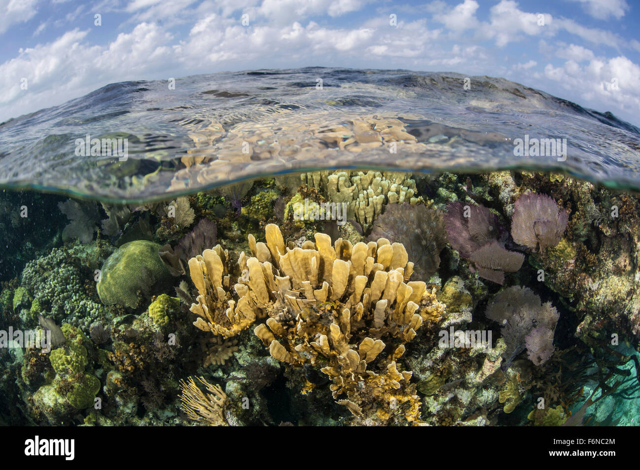 Colorful gorgonians and reef-building corals grow in shallow water near ...
