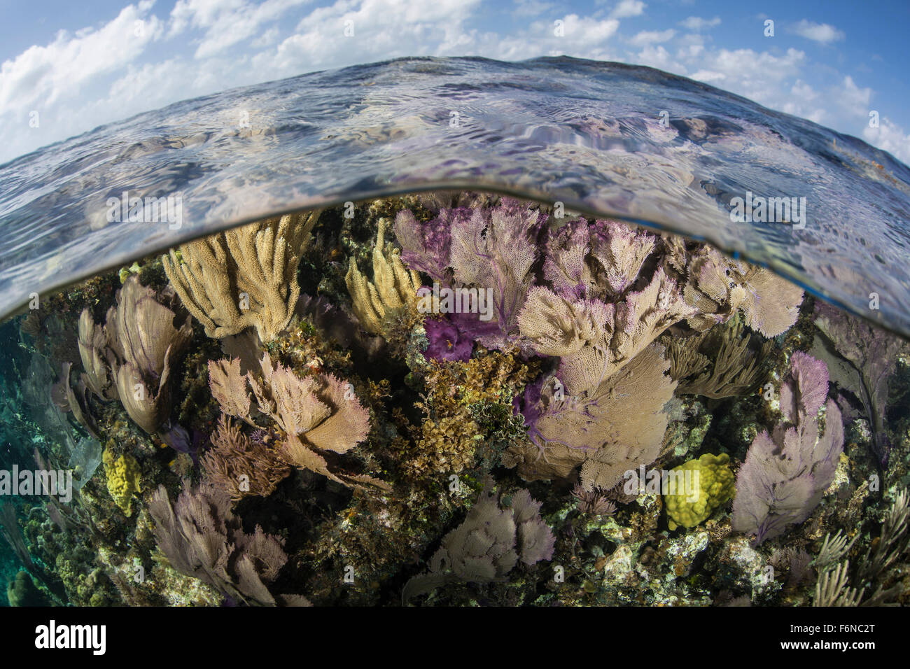 Colorful gorgonians and reef-building corals grow in shallow water near ...