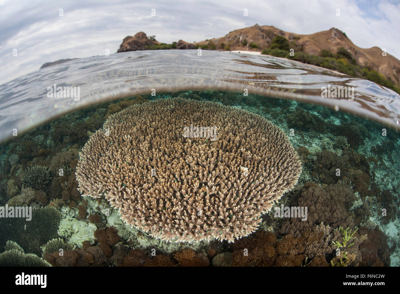 A beautiful reef grows in extremely shallow water in Komodo National ...