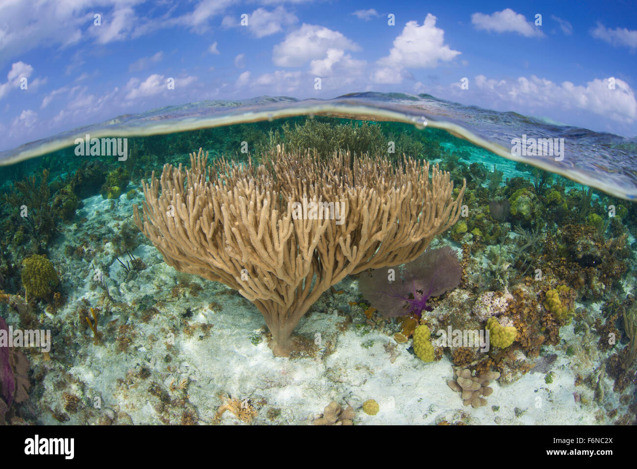 Colorful gorgonians and reef-building corals grow in shallow water near ...
