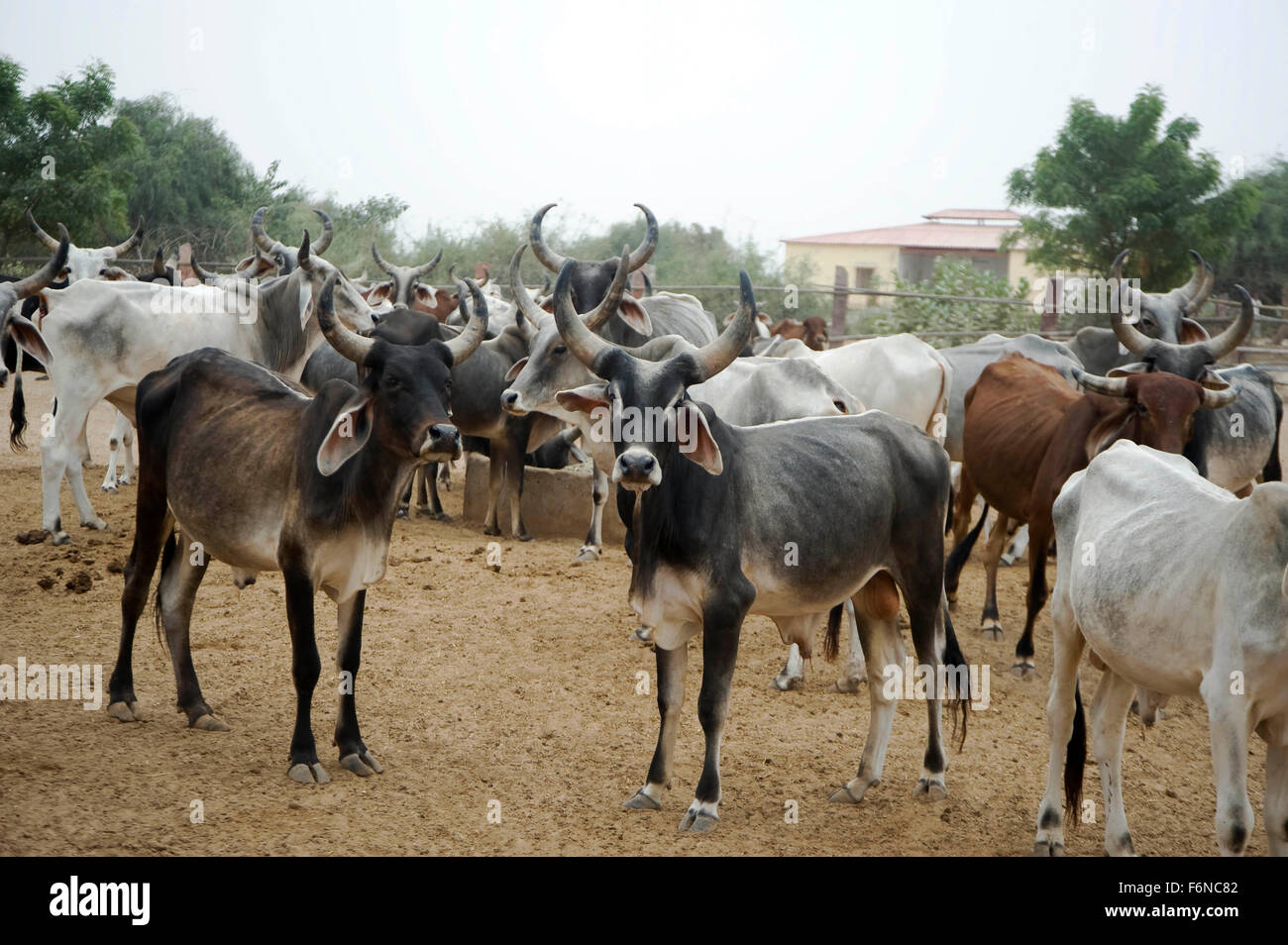 Goshala cow protection, sanchore, rajasthan, india, asia Stock Photo ...
