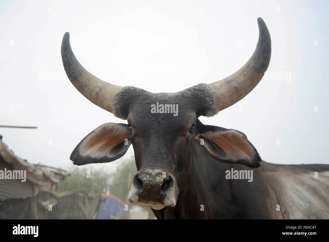 Indian gaushala hi-res stock photography and images - Alamy