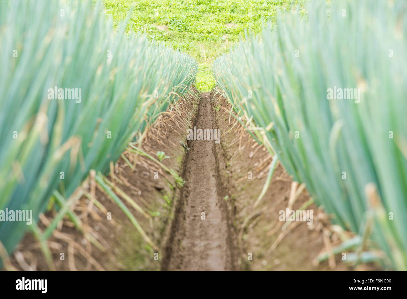 Green onion field,Kashiwa city,Chiba Prefecture,Japan Stock Photo - Alamy