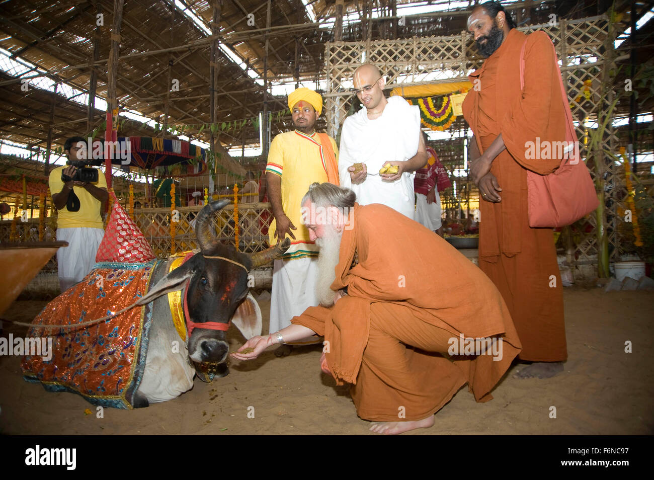 Holy cow, pathmeda, godham, rajasthan, india, asia Stock Photo - Alamy