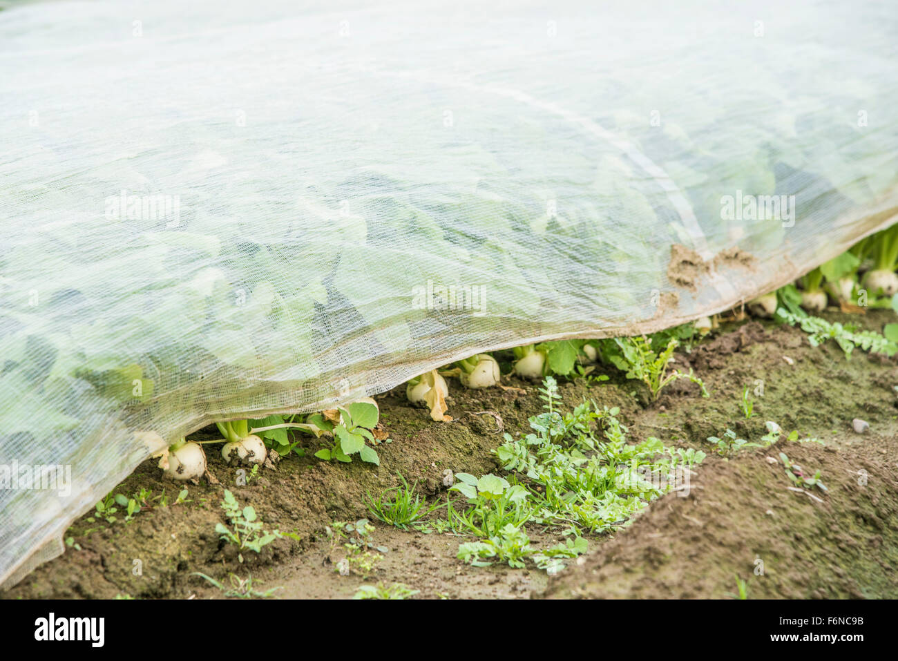 Turnip field,Kashiwa city,Chiba Prefecture,Japan Stock Photo - Alamy