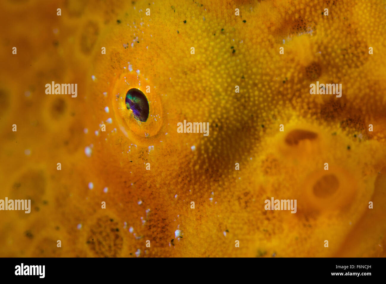 The eye of a giant frogfish (Antennarius commerson) looks for prey on a ...